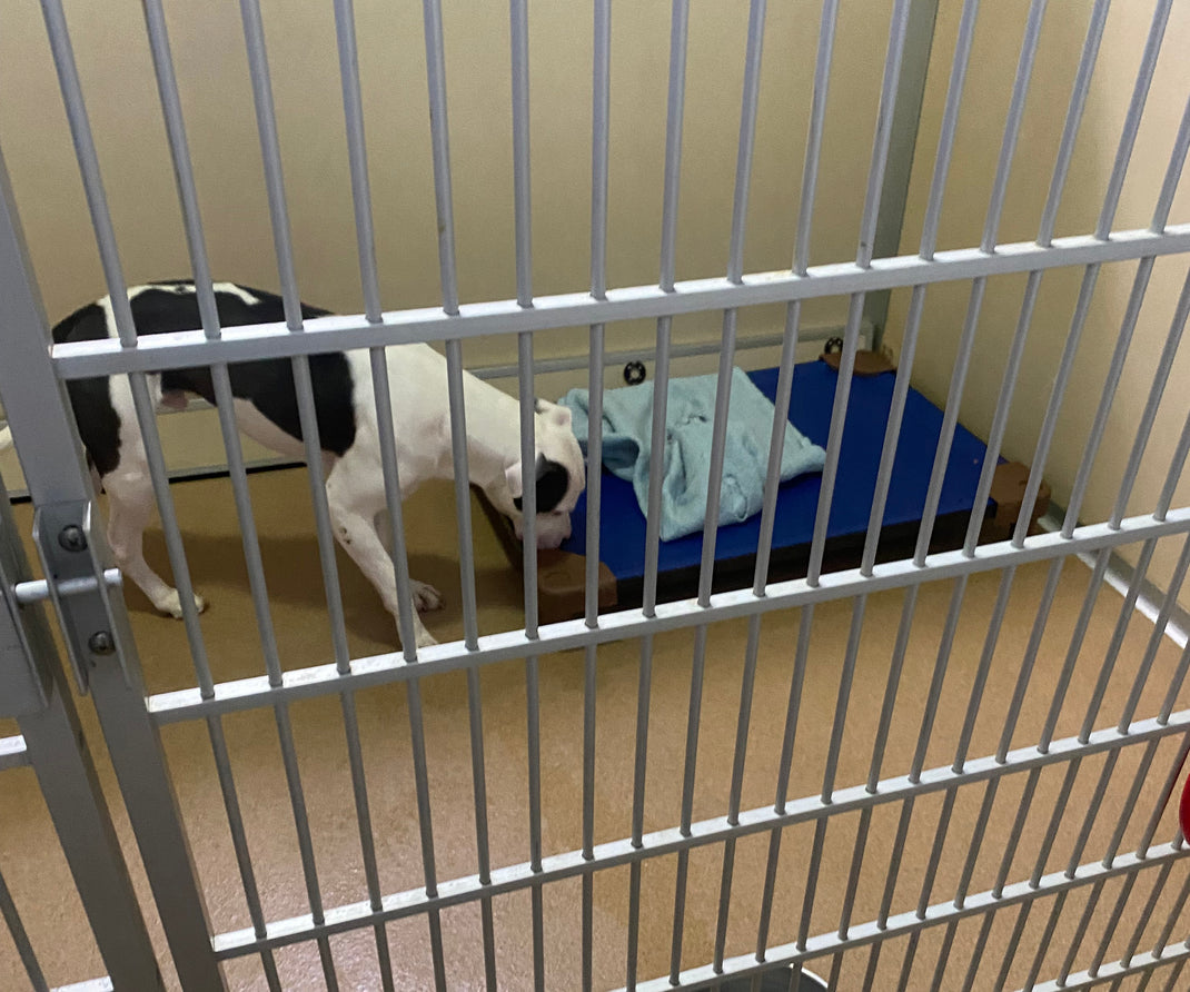 Chew-Proof Dog Beds for Pet Boarding and Daycare – The PetCot Company